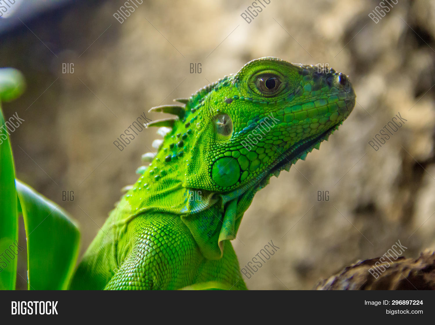 Iguana Zoo. Animal Image & Photo (Free Trial) | Bigstock