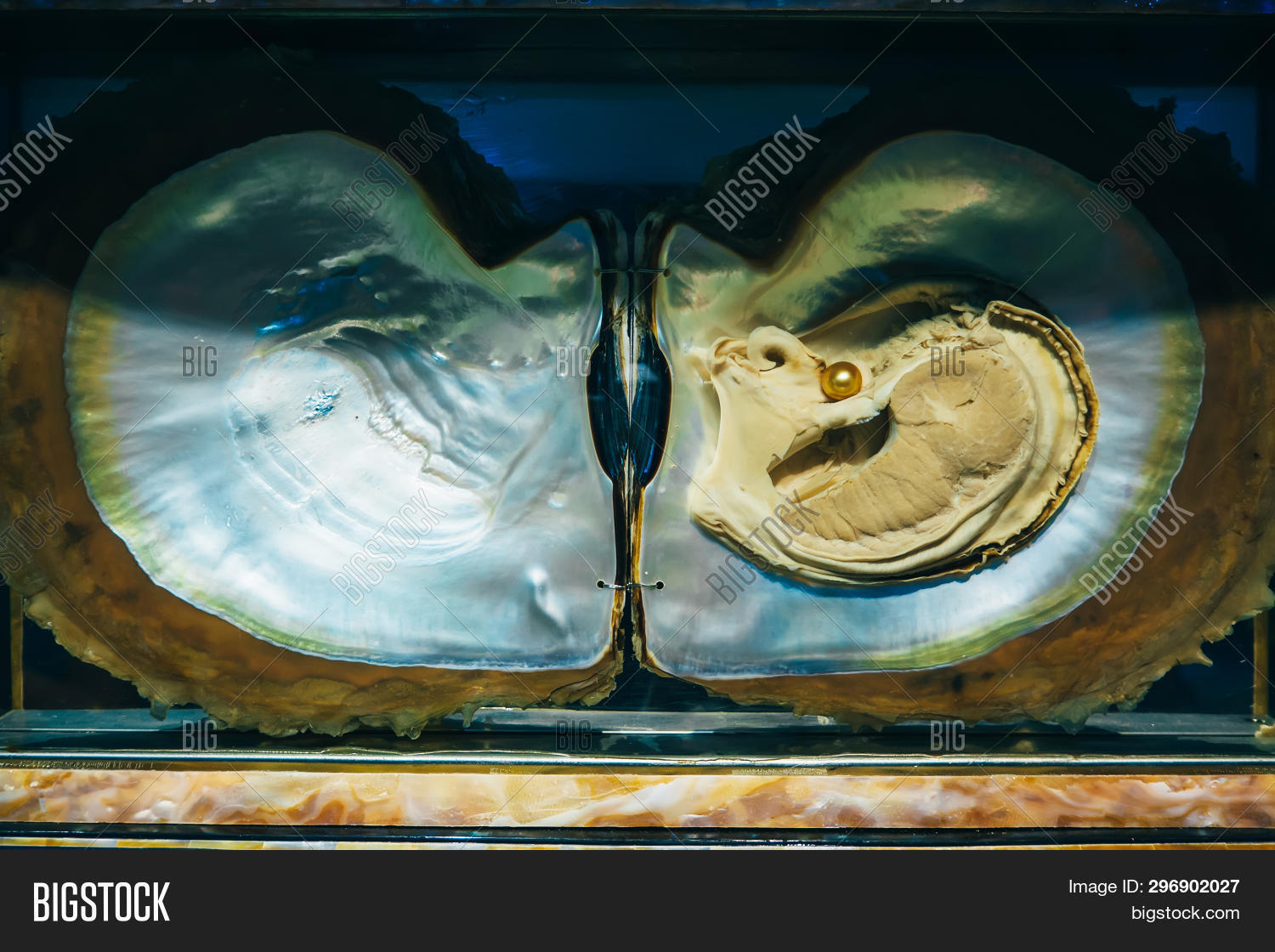 Real Gold Pearl Open Image & Photo (Free Trial) | Bigstock