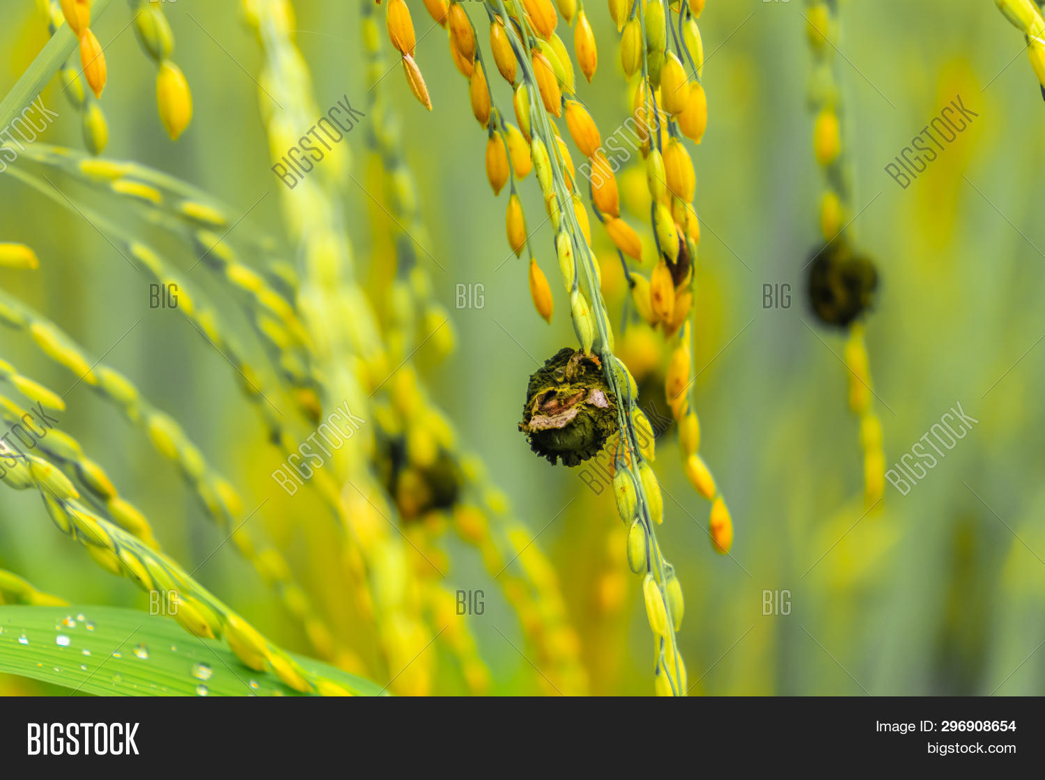 Paddy Rice Problem Image & Photo (Free Trial) | Bigstock
