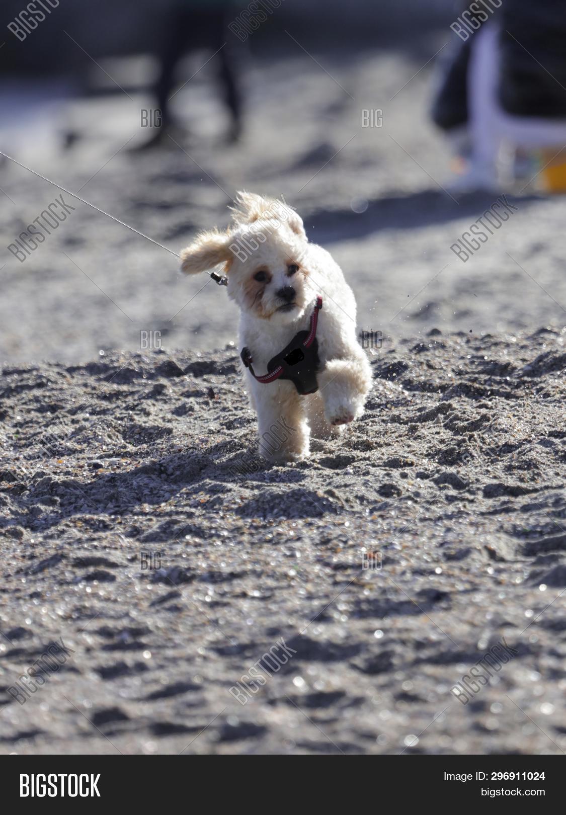 Active Small Dog Image & Photo (Free Trial) | Bigstock