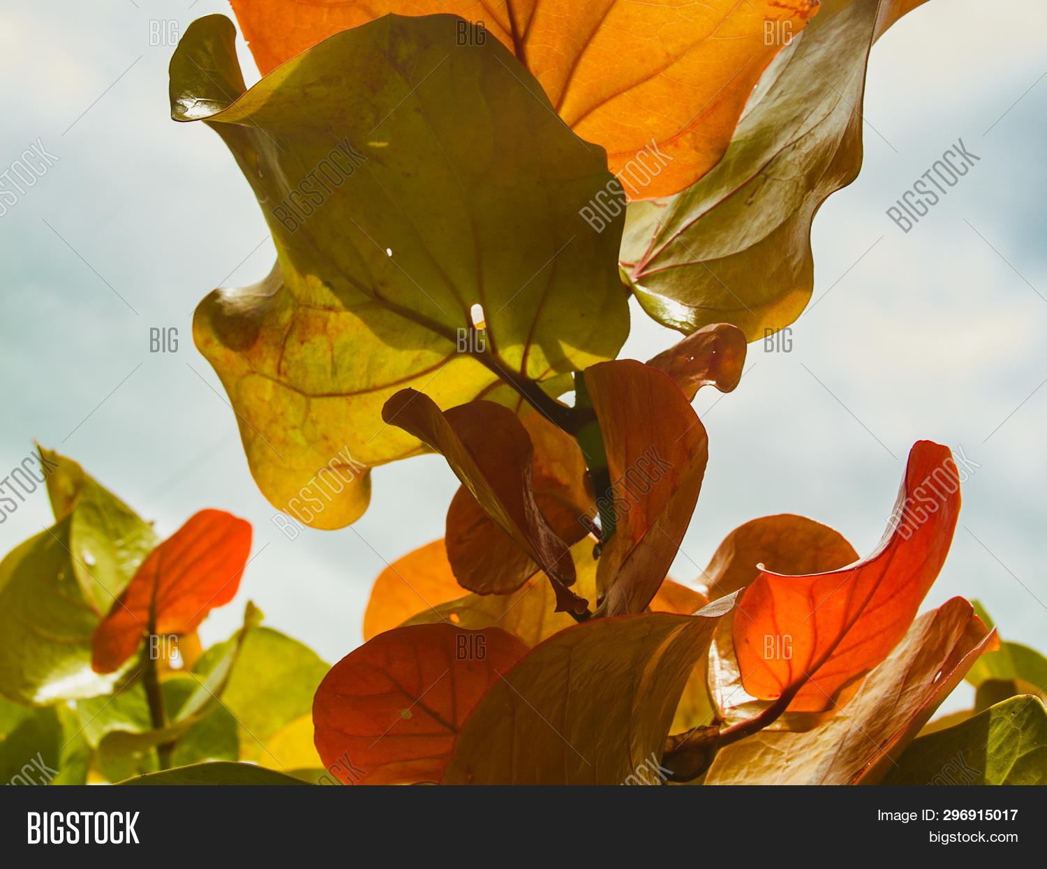 Round Leaves On Branch Image & Photo (Free Trial) | Bigstock