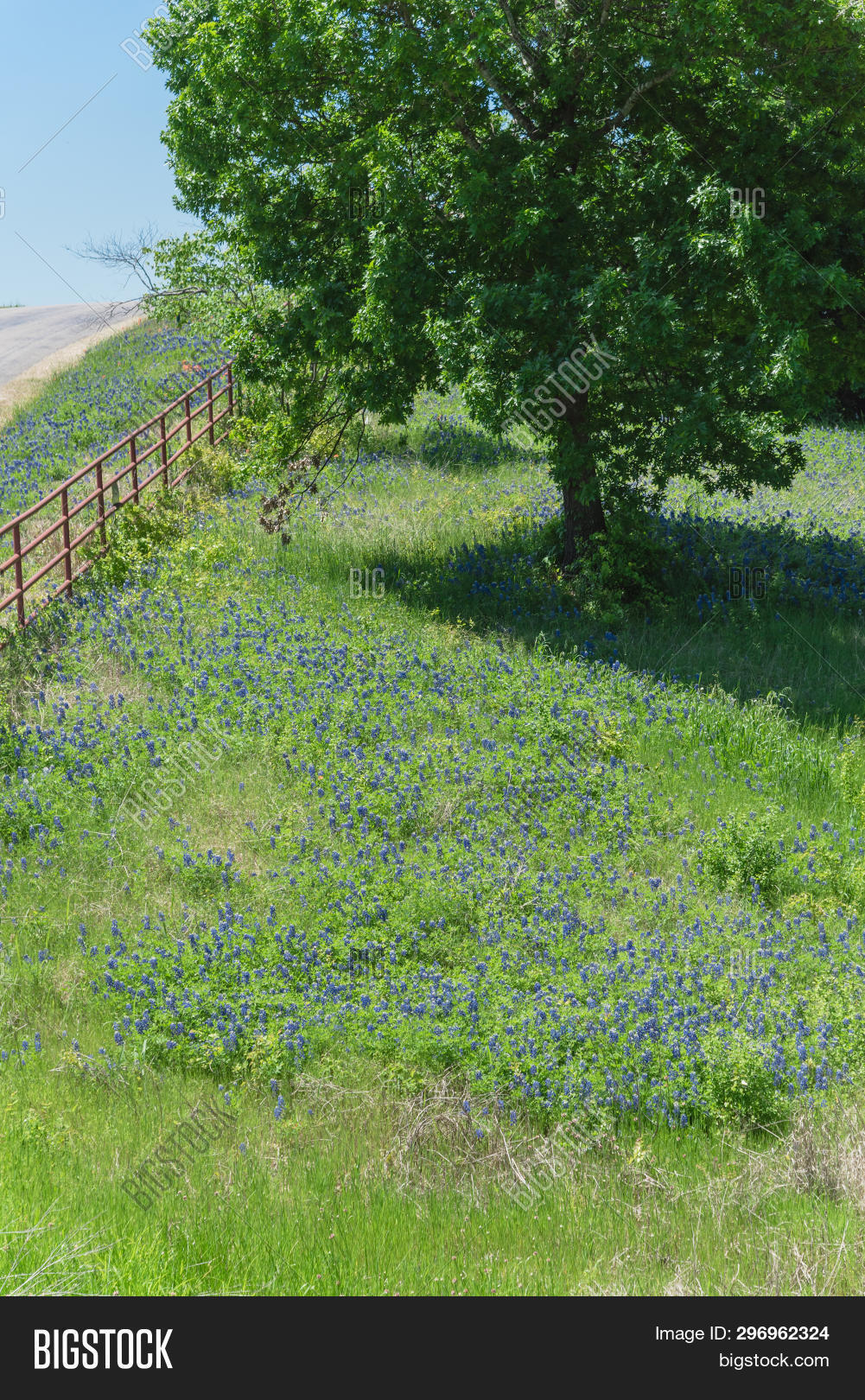 Blossom Bluebonnet Image & Photo (Free Trial) | Bigstock