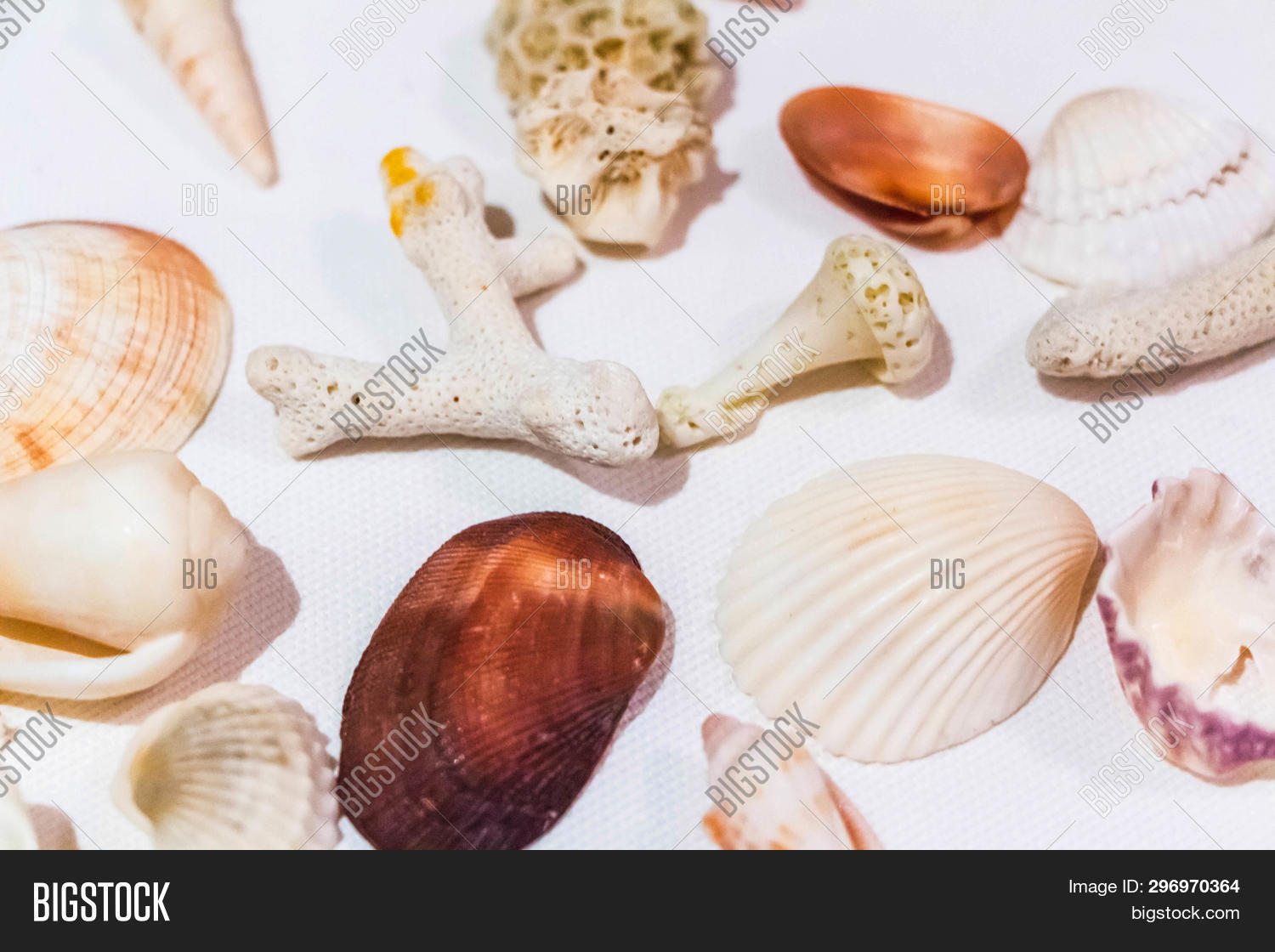 Seashell Coral Image & Photo (Free Trial) | Bigstock