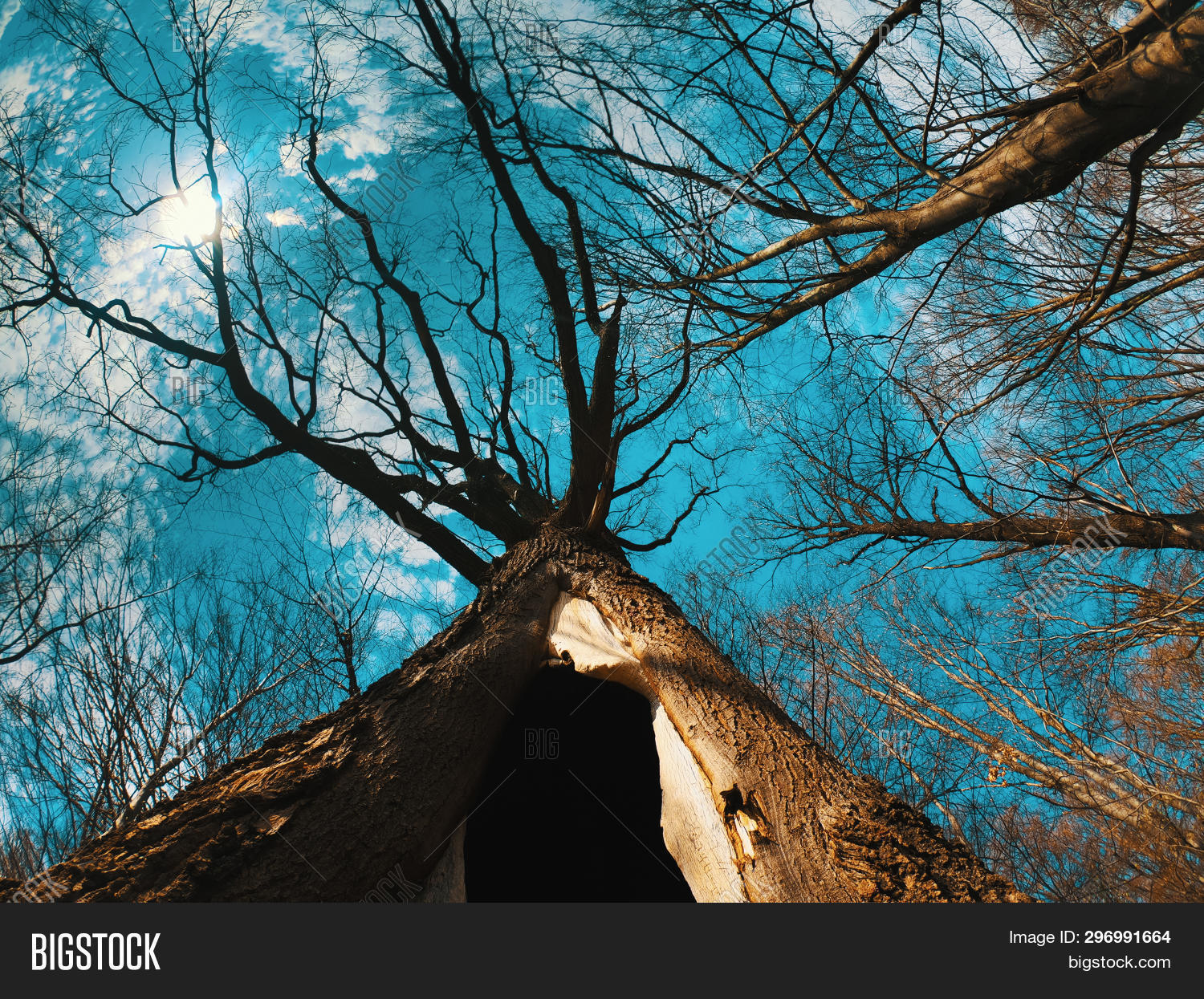 Big Old Oak Huge Image & Photo (Free Trial) | Bigstock