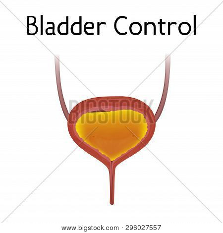 Anatomy Picture Vector & Photo (Free Trial) | Bigstock