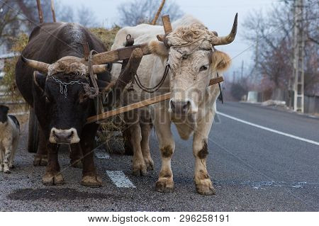 Oxen Pulling Cart Image & Photo (Free Trial) | Bigstock
