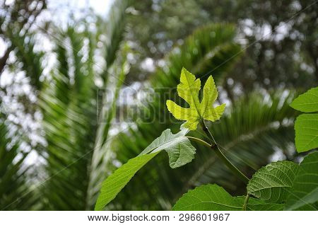 Lobed Leaf Fig Tree Image & Photo (Free Trial) | Bigstock