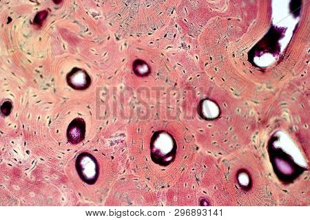 Histology Human Image & Photo (Free Trial) | Bigstock