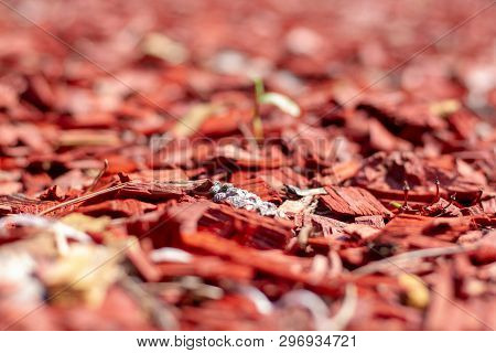 Red Pine Chips Mulch Image & Photo (Free Trial) | Bigstock