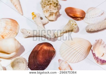 Seashell Coral Image & Photo (Free Trial) | Bigstock