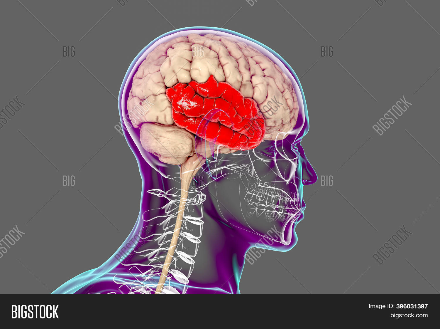 Human Brain Image & Photo (Free Trial) | Bigstock