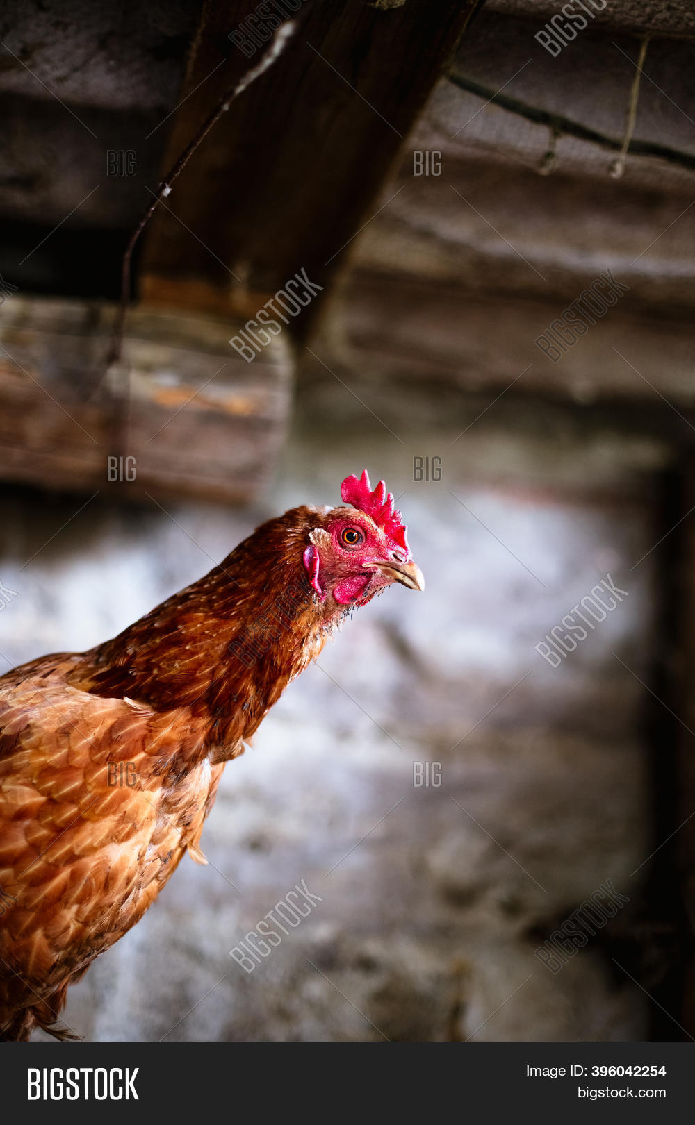 Chickens On Farm. Image & Photo (Free Trial) | Bigstock
