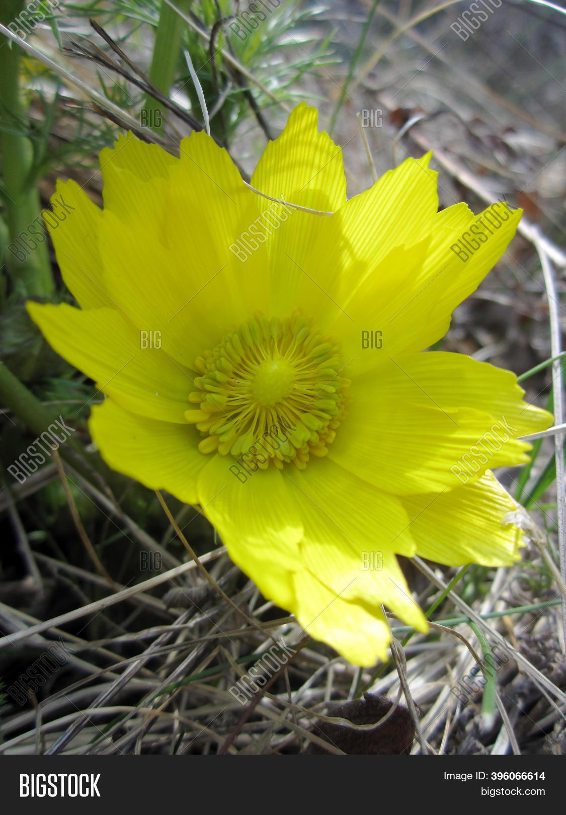 Wild Flower Adonis Image & Photo (Free Trial) | Bigstock
