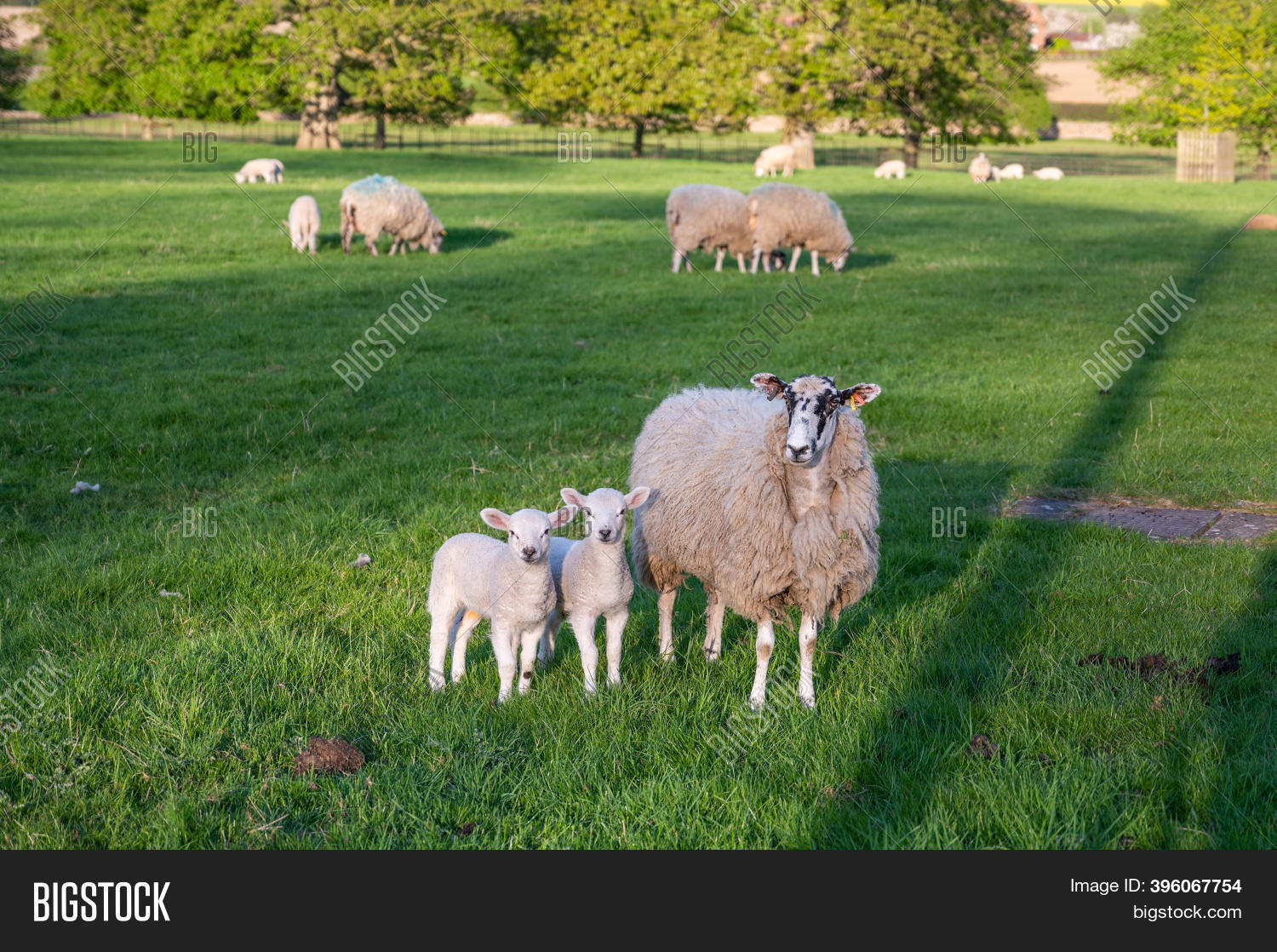 Sheep Stood Next Two Image & Photo (Free Trial) | Bigstock