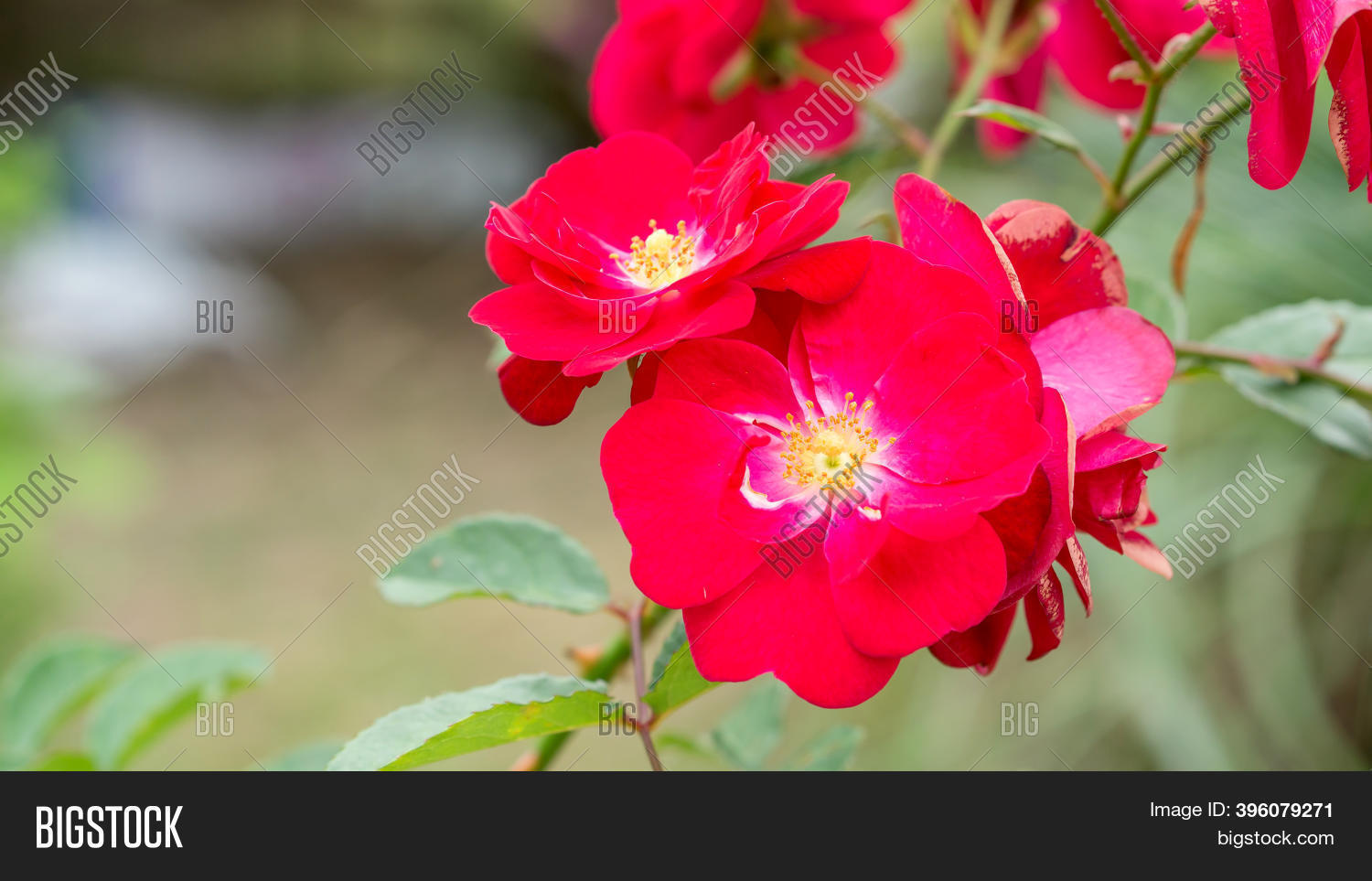 Red Rosa Gallica Image & Photo (Free Trial) | Bigstock