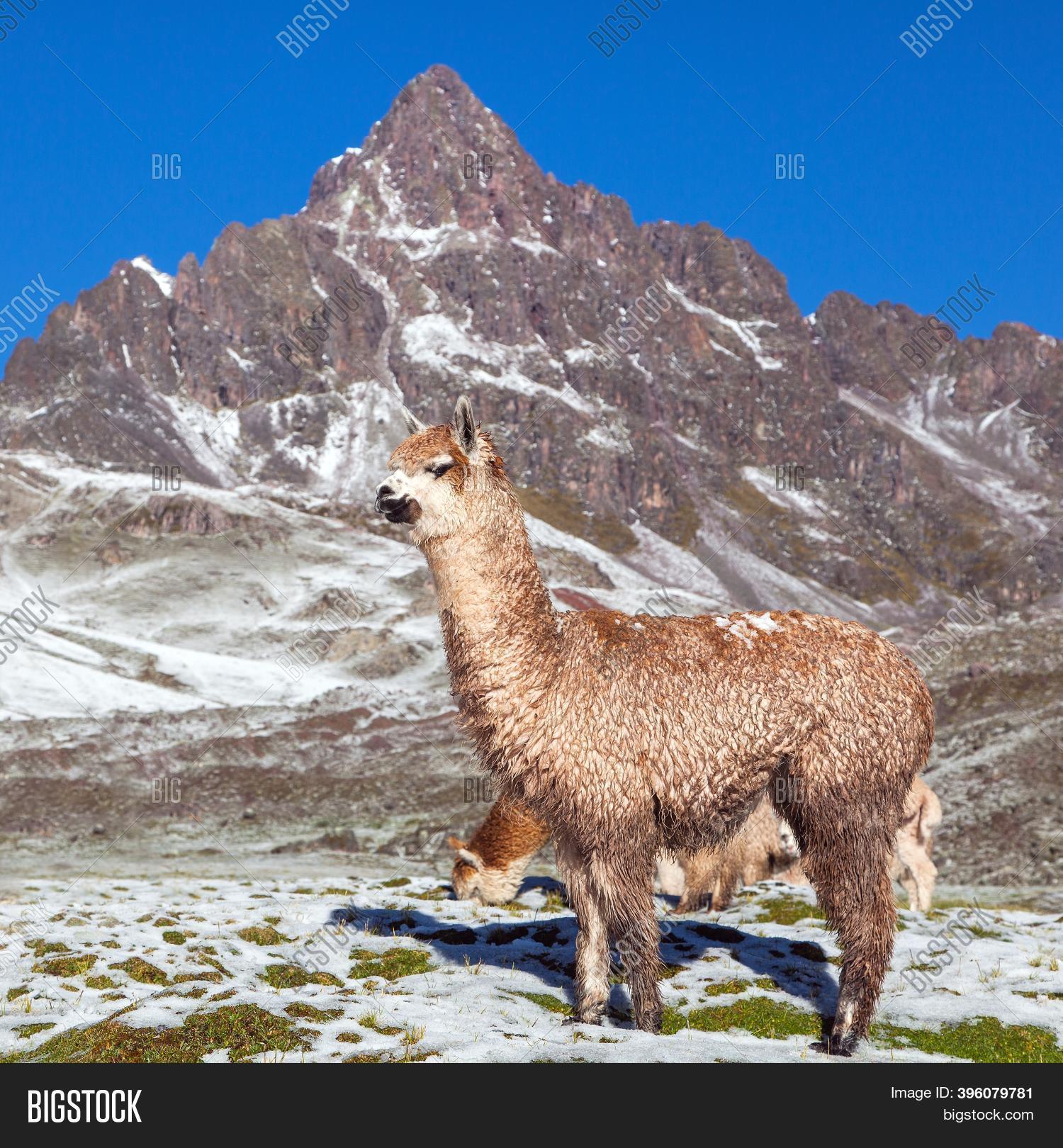 Llama Lama On Image & Photo (Free Trial) | Bigstock
