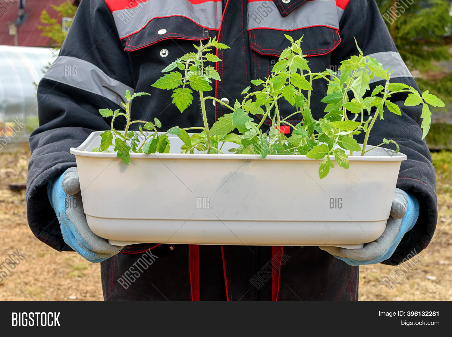 Plastic Box Tomato Image & Photo (Free Trial) | Bigstock