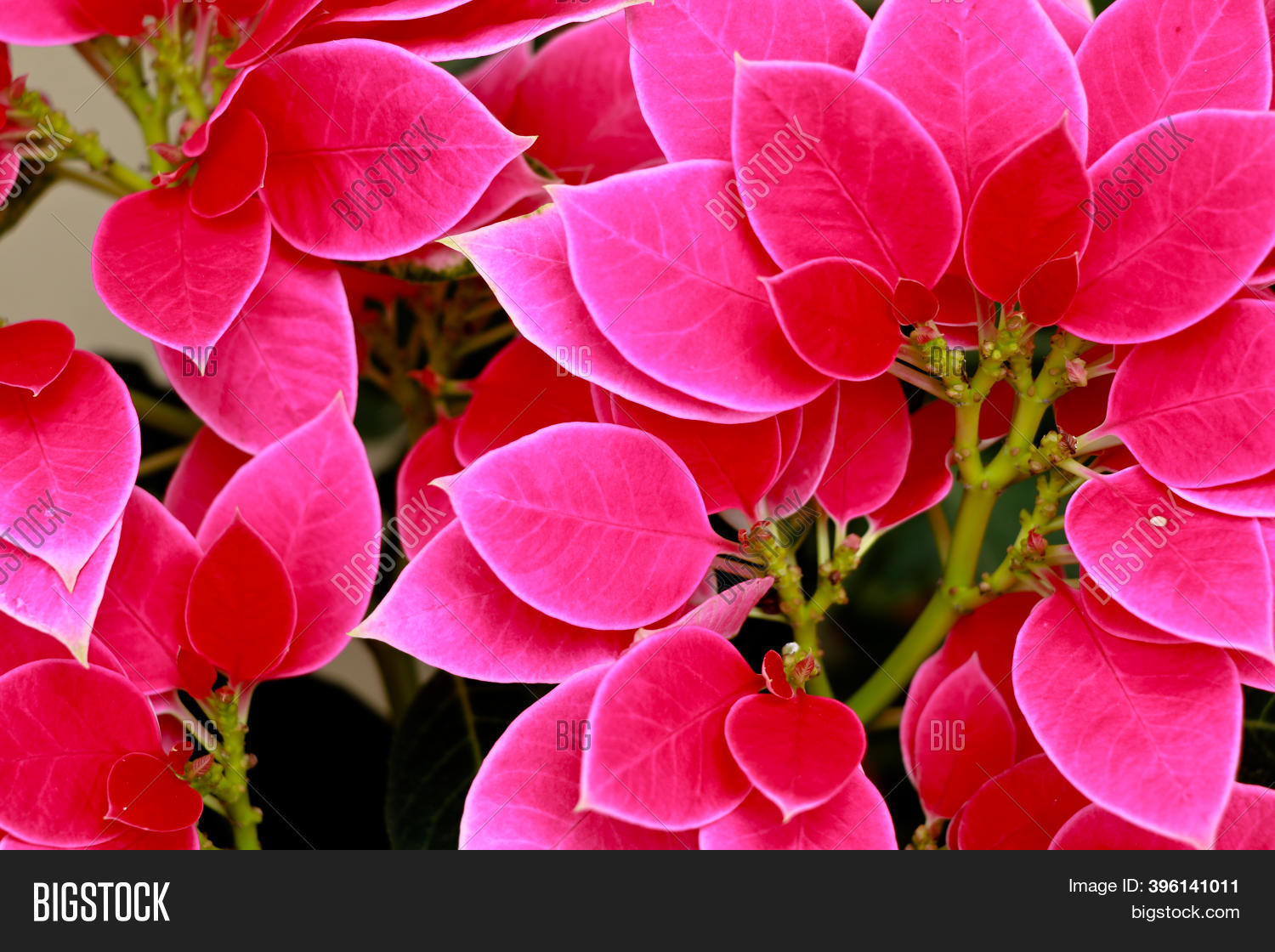 Red Color Leaves Image & Photo (Free Trial) | Bigstock