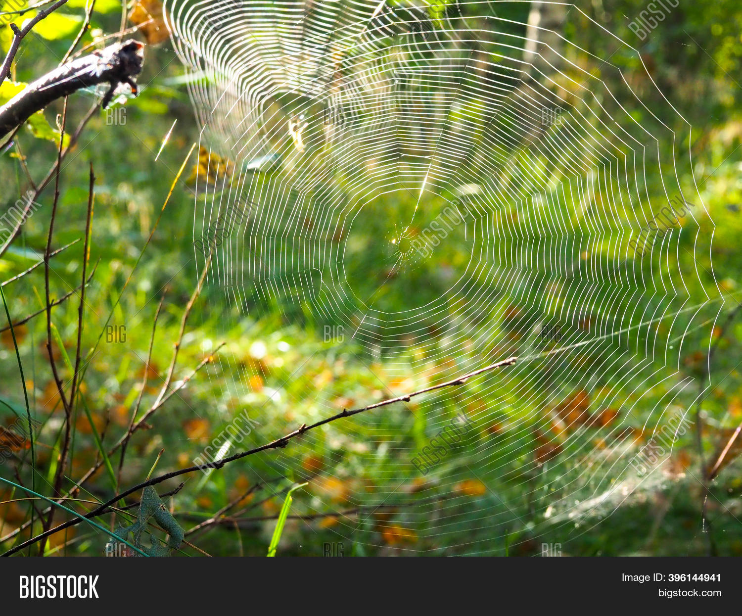 Gossamer Forest. Image & Photo (Free Trial) | Bigstock