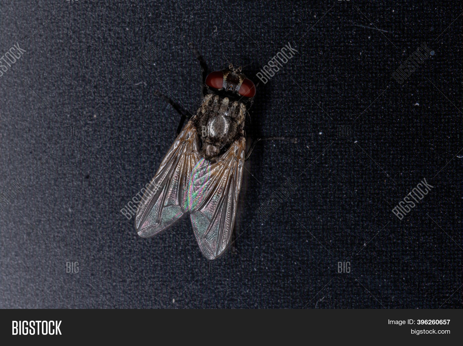 House Fly Species Image & Photo (Free Trial) | Bigstock