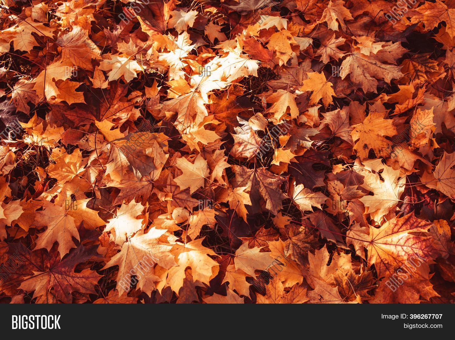 Beautiful Golden Image & Photo (Free Trial) | Bigstock