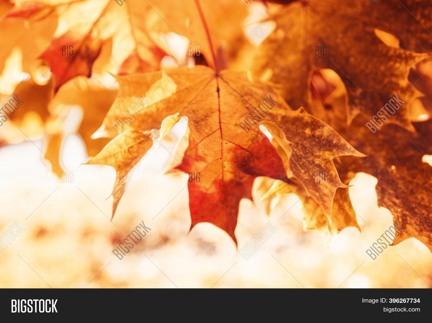 Beautiful Golden Image & Photo (Free Trial) | Bigstock