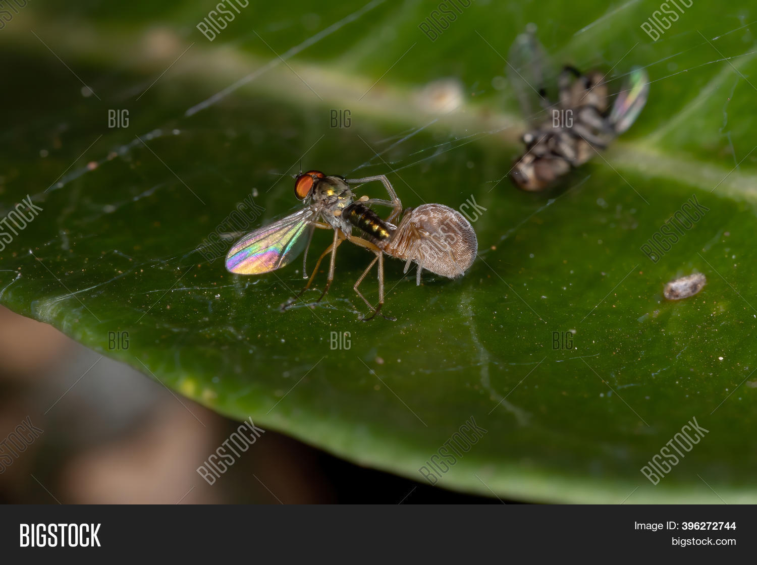 Meshweaver Family Image & Photo (Free Trial) | Bigstock