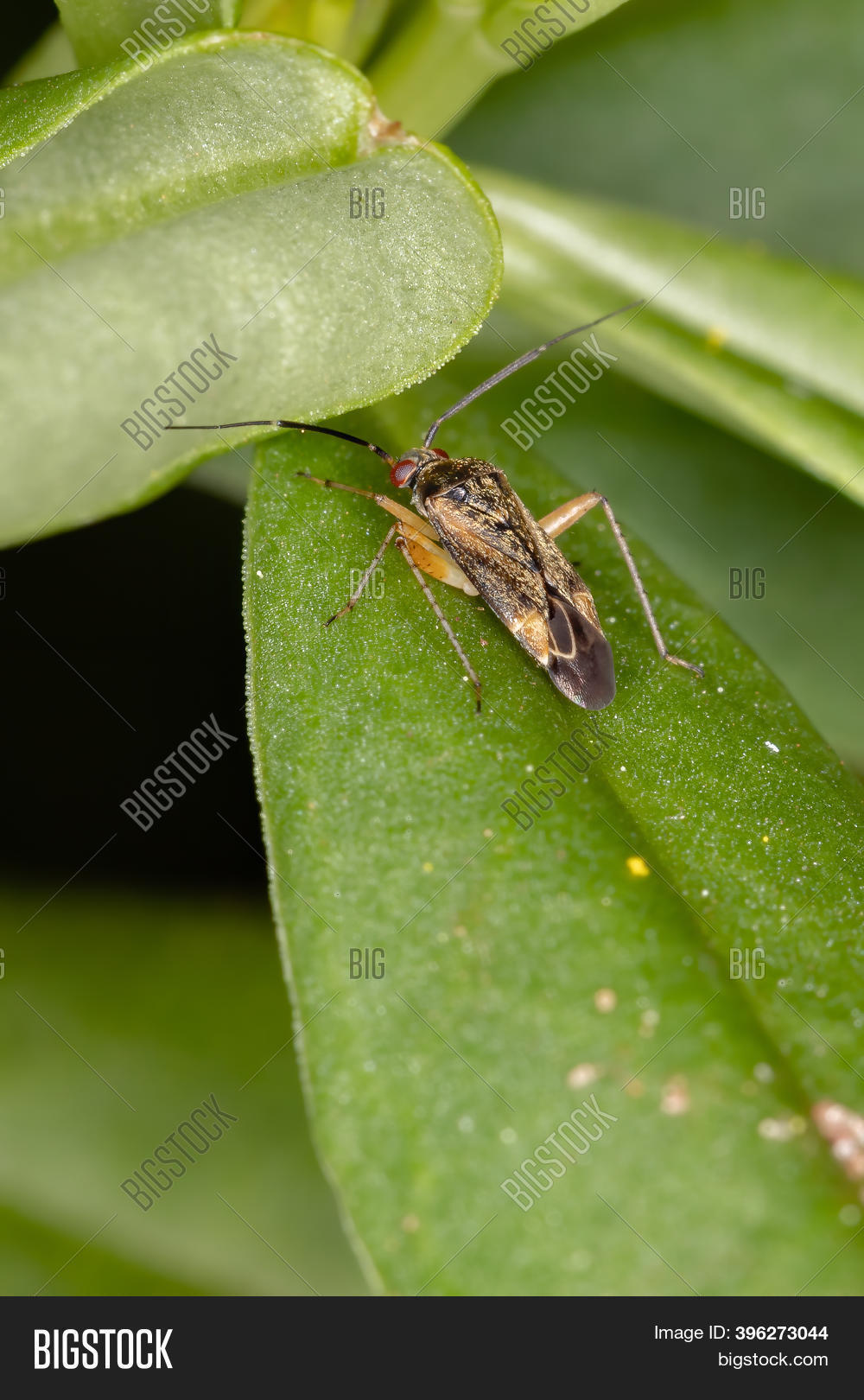 Plant Bug Family Image & Photo (Free Trial) | Bigstock