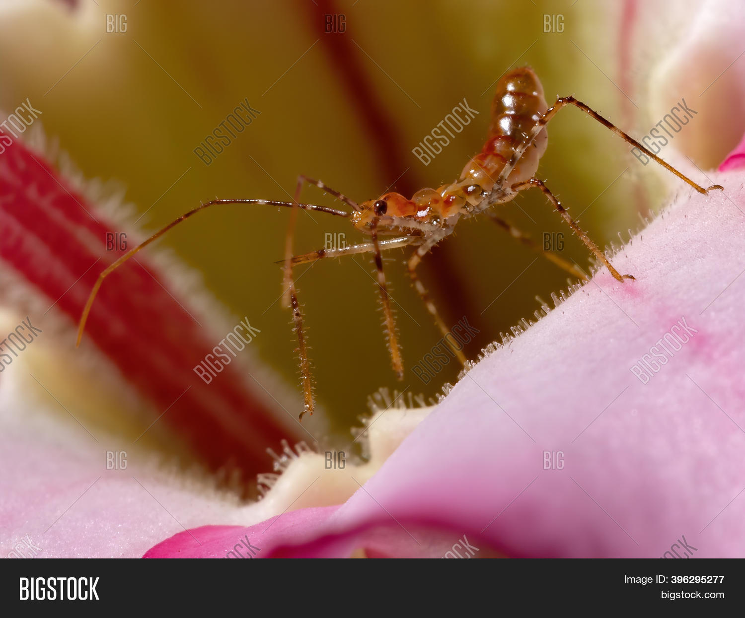 Assassin Bug Nymph Image & Photo (Free Trial) | Bigstock