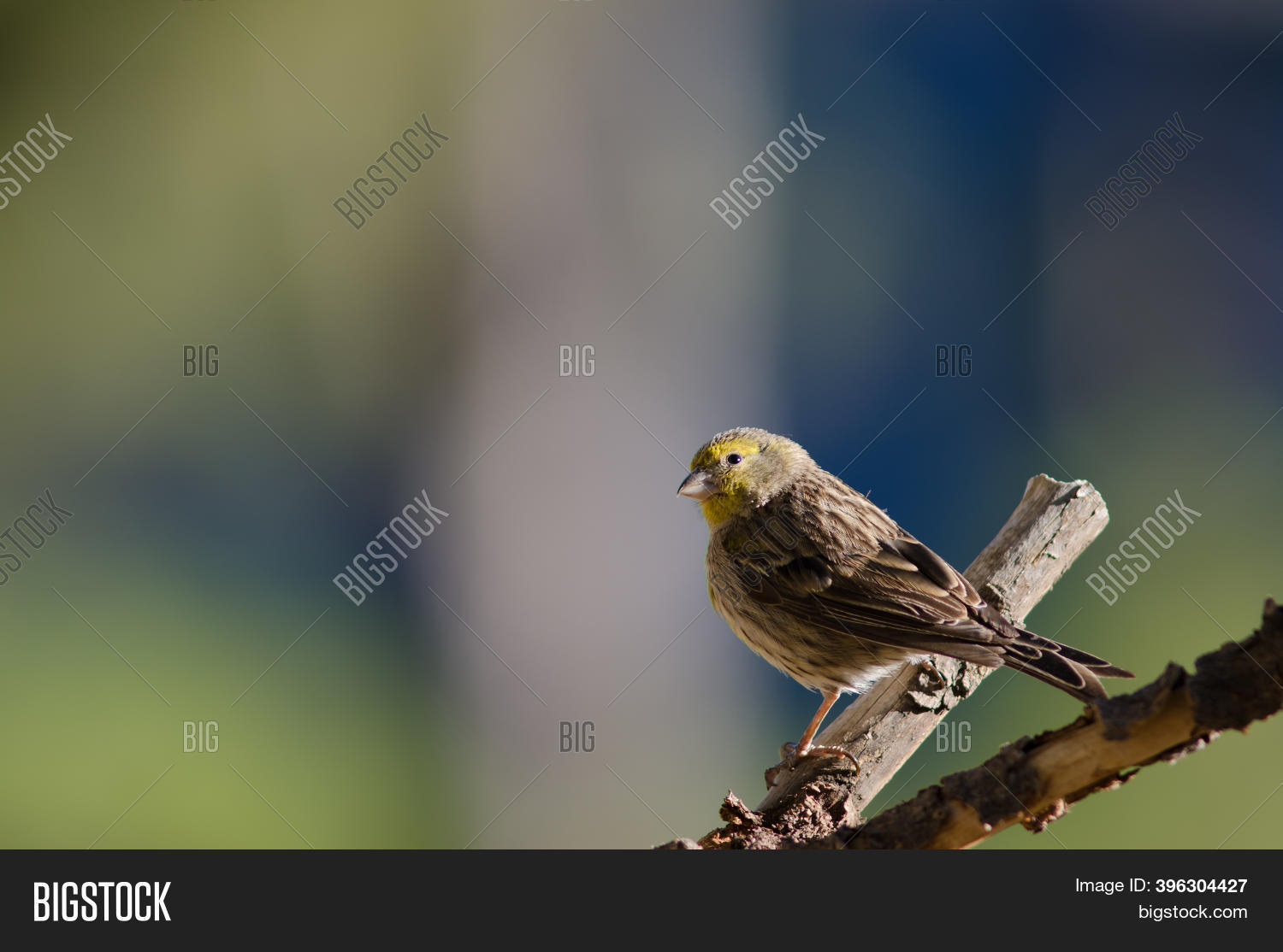 Male Atlantic Canary Image & Photo (Free Trial) | Bigstock