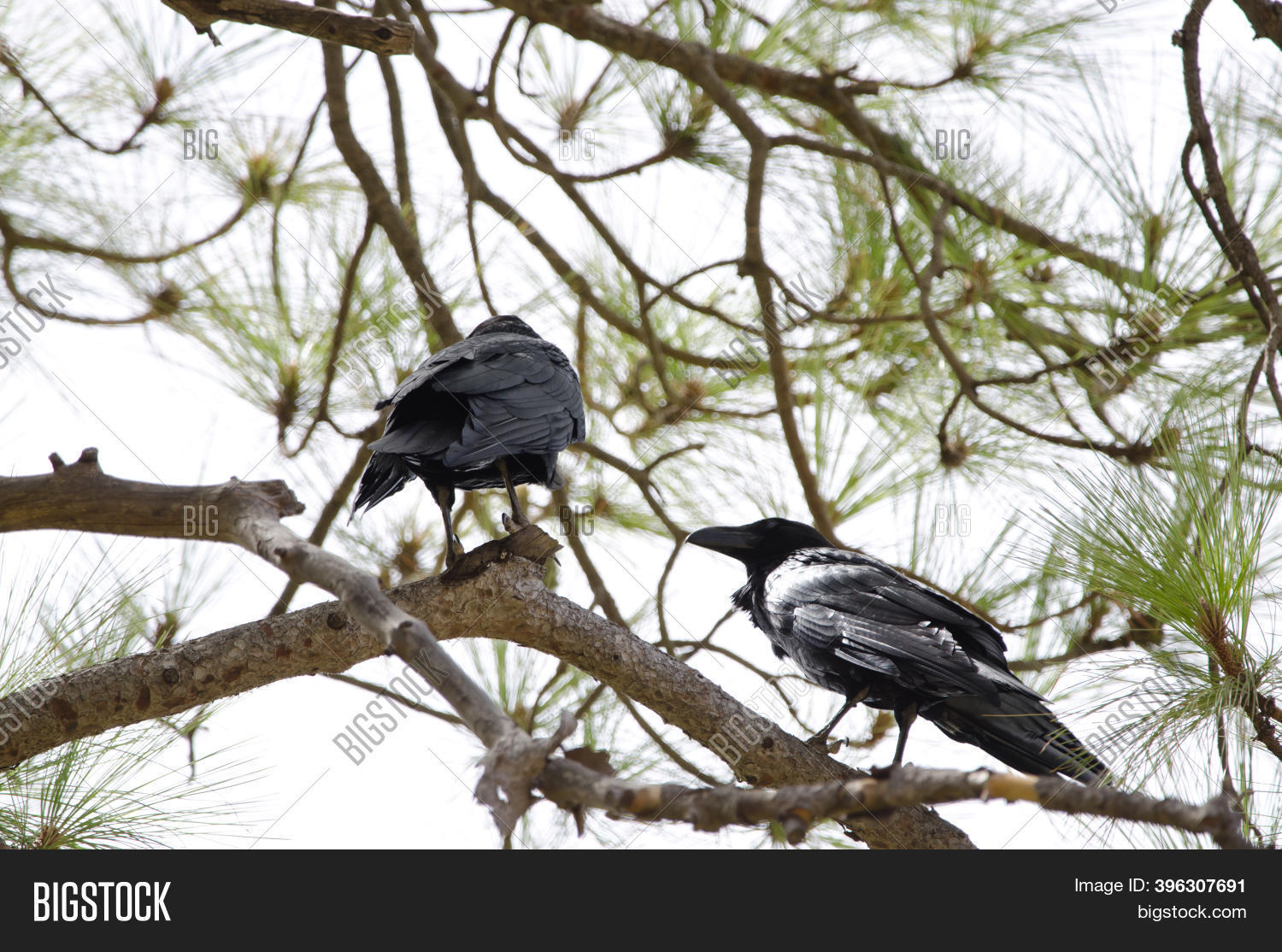 Canary Islands Ravens Image & Photo (Free Trial) | Bigstock
