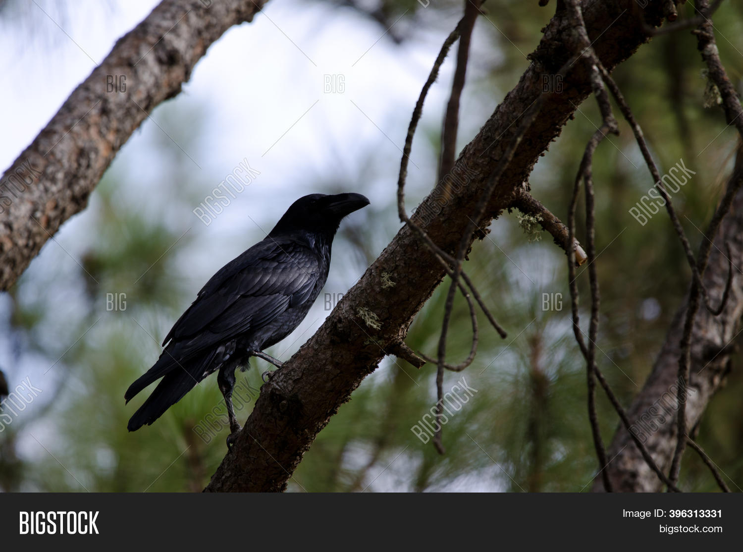 Canary Islands Raven Image & Photo (Free Trial) | Bigstock