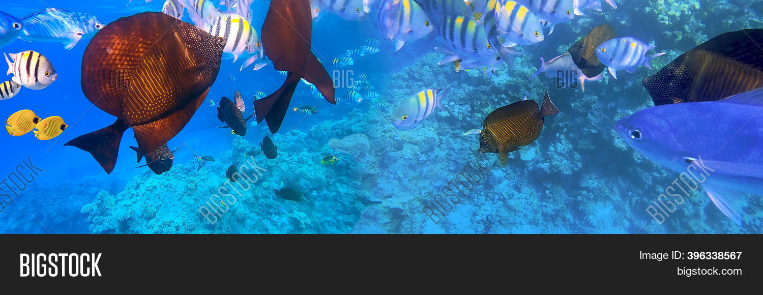 Underwater Colorful Image & Photo (Free Trial) | Bigstock