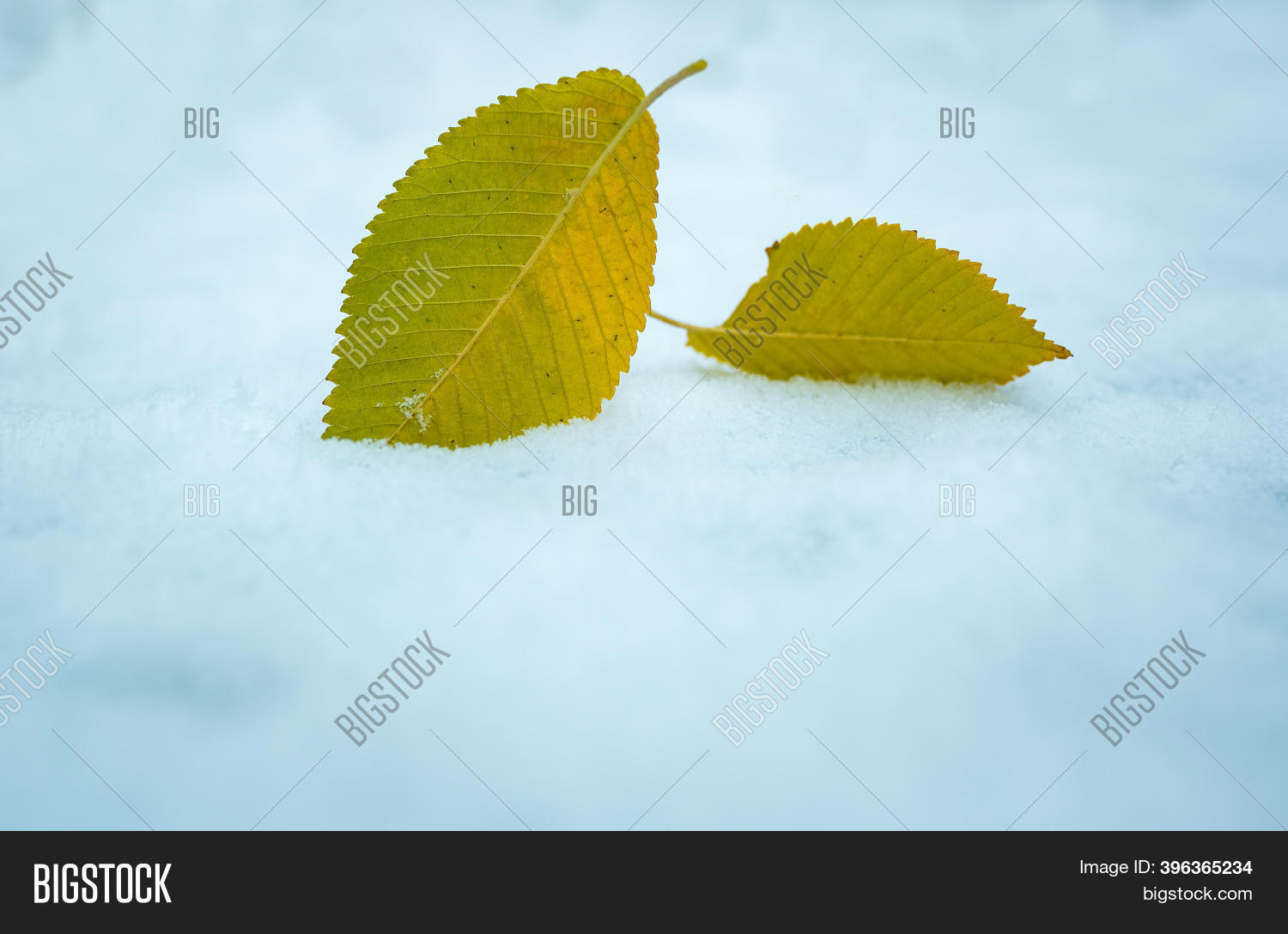 First Snow. Late Fall Image & Photo (Free Trial) | Bigstock