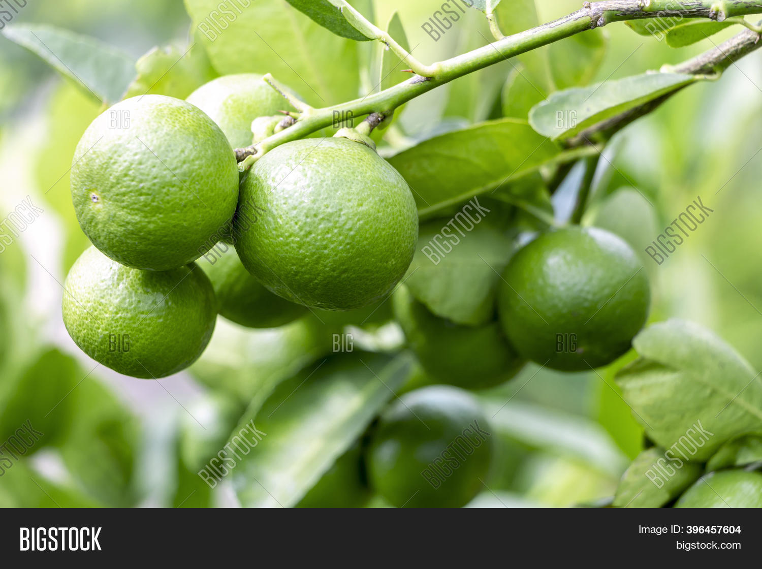 Fresh Lemon Leaves Image & Photo (Free Trial) | Bigstock