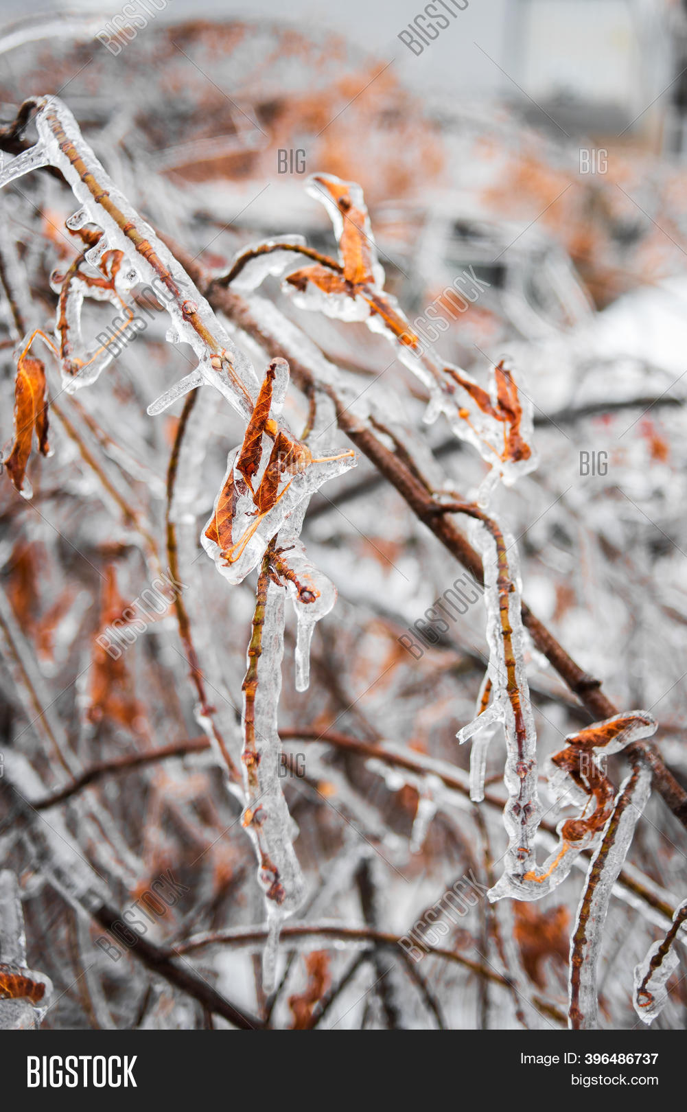 Fallen Branches Tree Image & Photo (Free Trial) | Bigstock