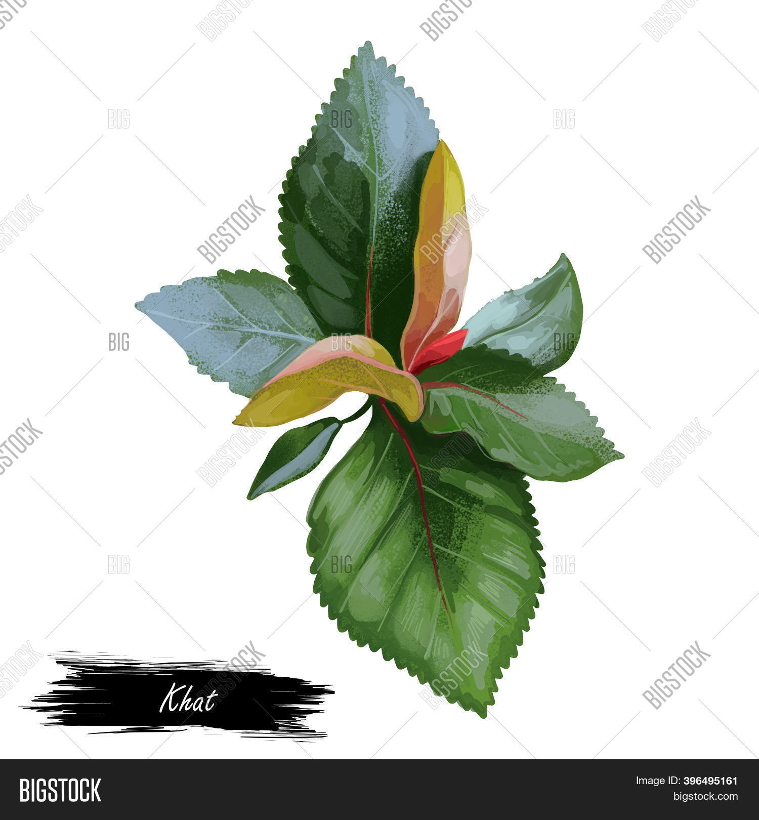Khat Qat, Catha Edulis Image & Photo (Free Trial) | Bigstock