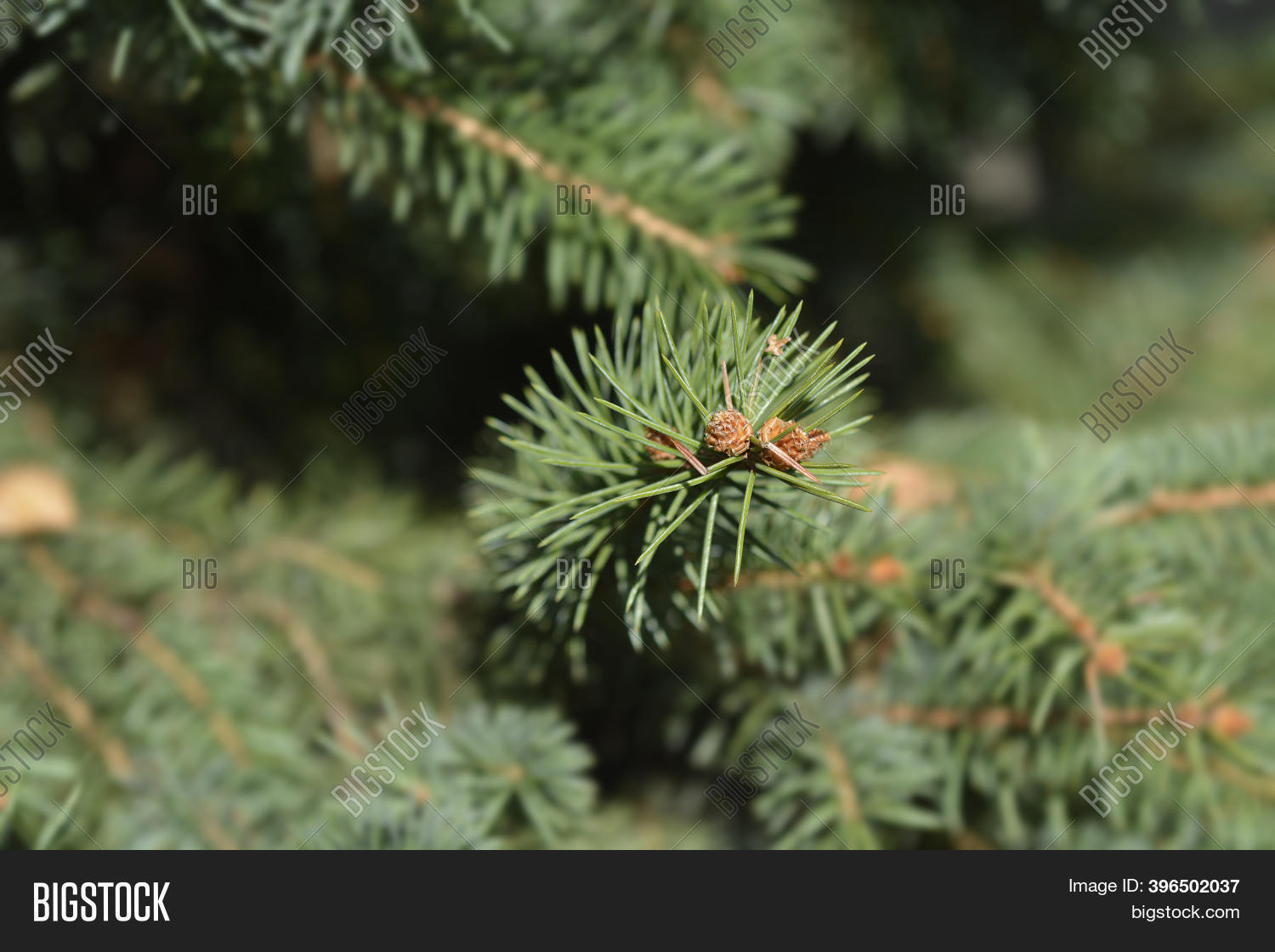 Norway Spruce - Latin Image & Photo (Free Trial) | Bigstock