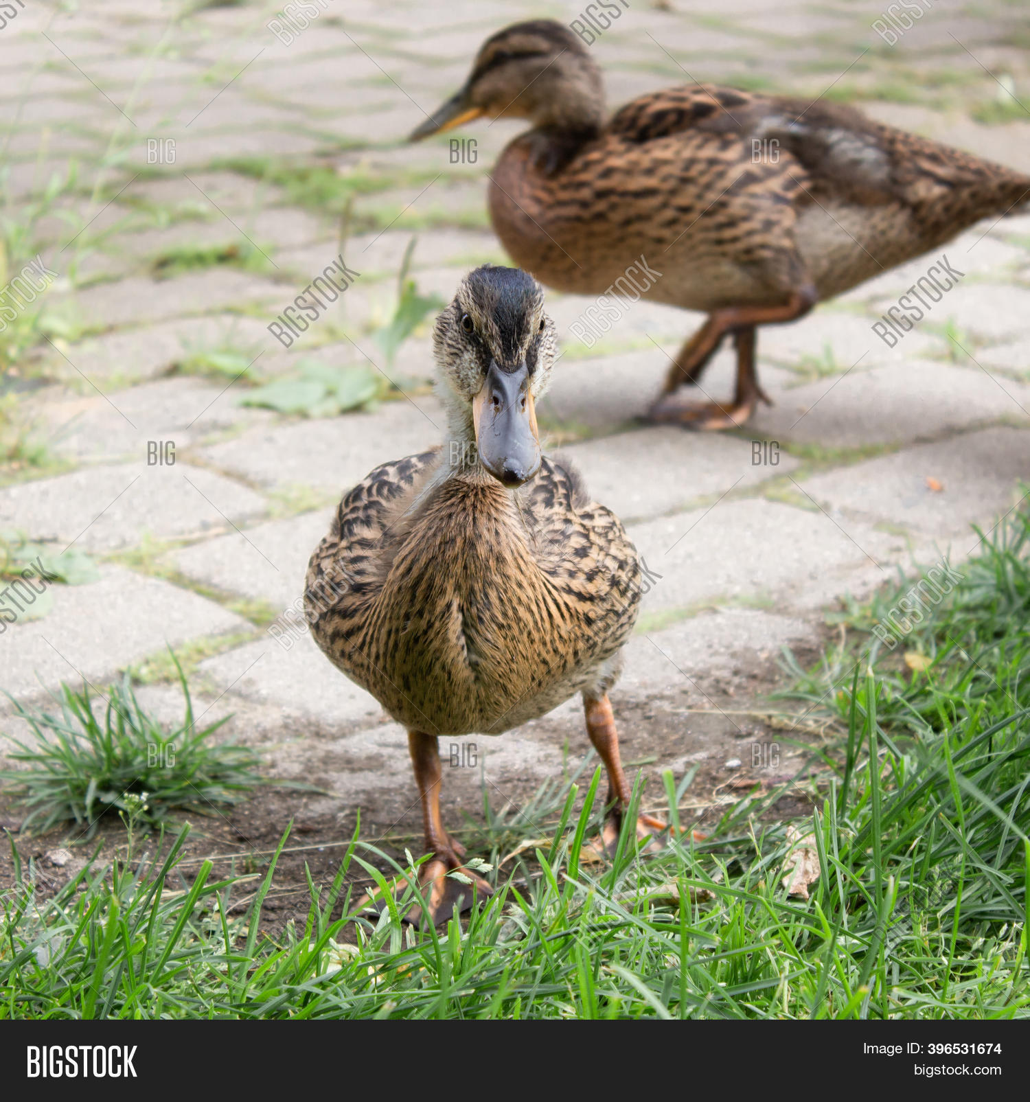 Walking Ducks. Duck Image & Photo (Free Trial) | Bigstock