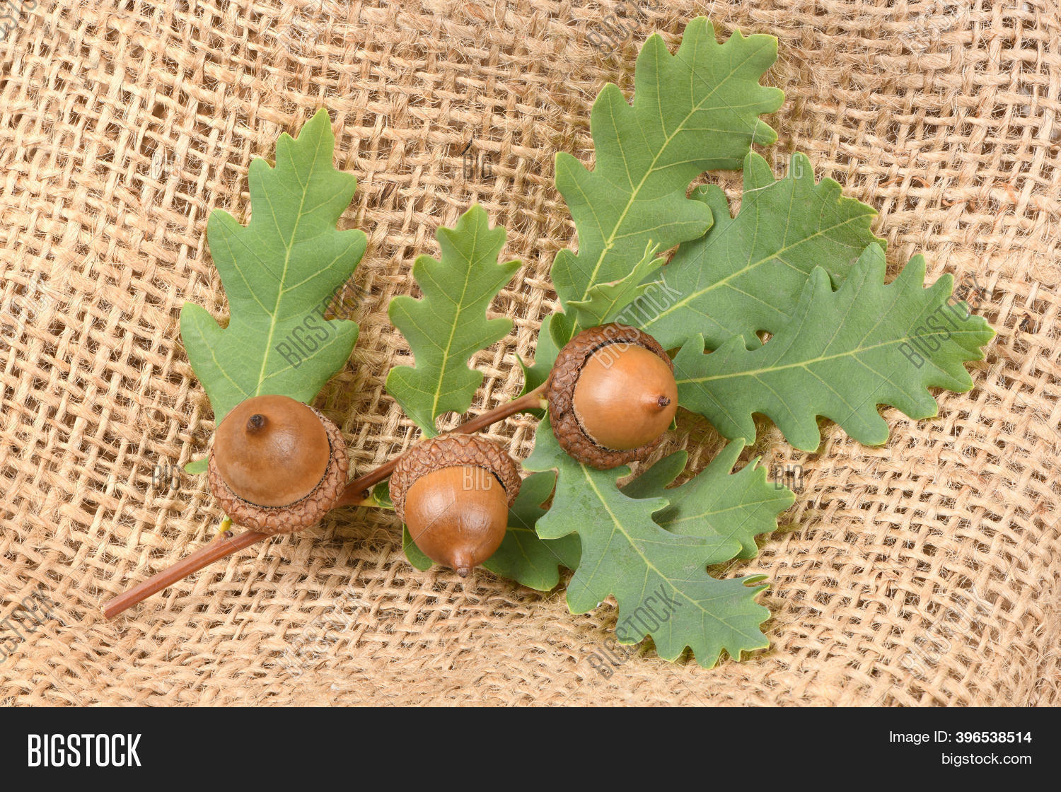Three Acorn Connected Image & Photo (Free Trial) | Bigstock
