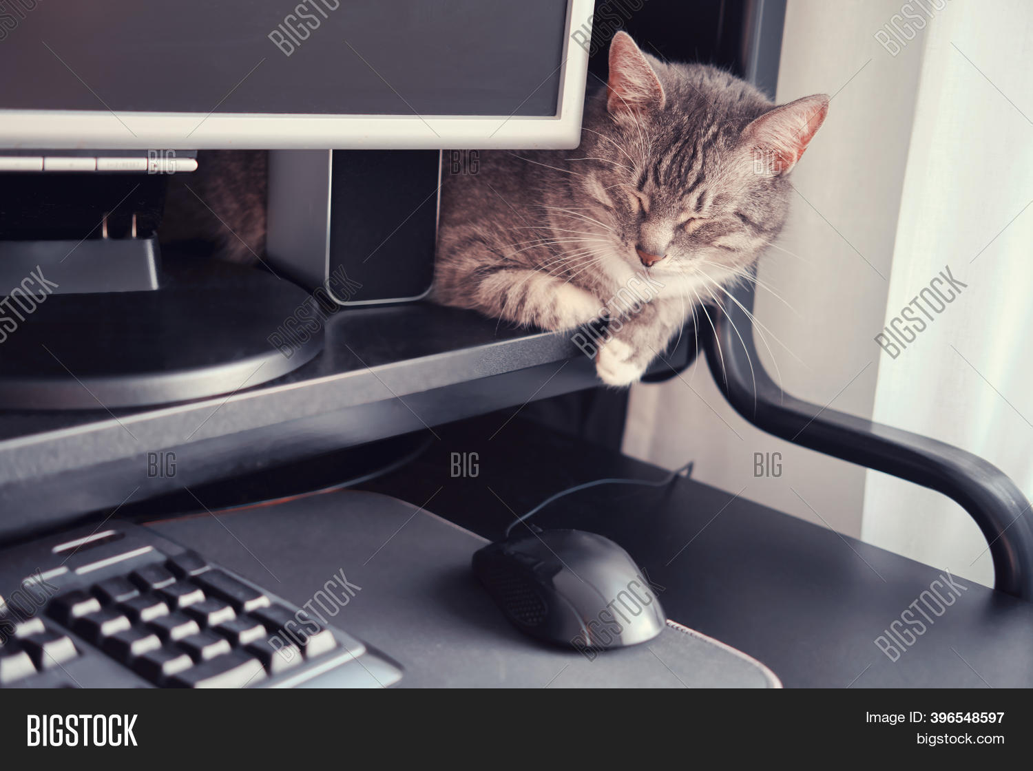 Cat Sleeps Monitor Image & Photo (Free Trial) | Bigstock