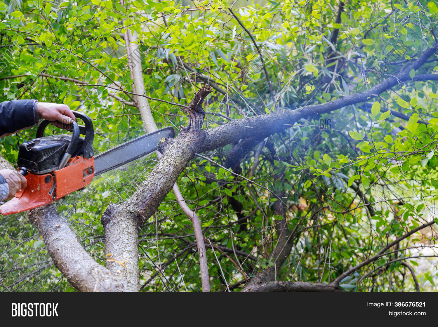 Tree Falling Cut Tree Image & Photo (Free Trial) | Bigstock