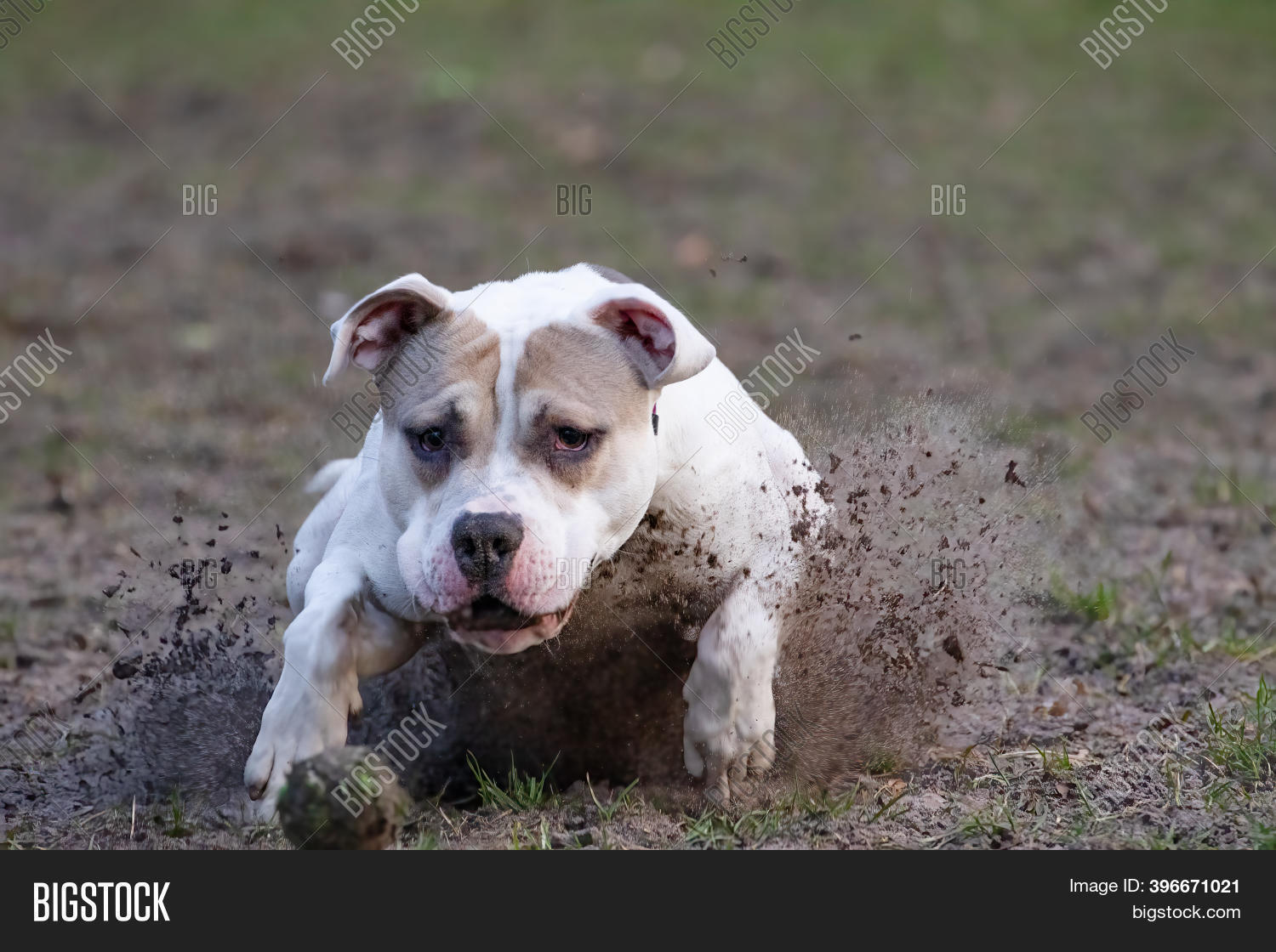 Pitbull Dog Attacking Image & Photo (Free Trial) | Bigstock