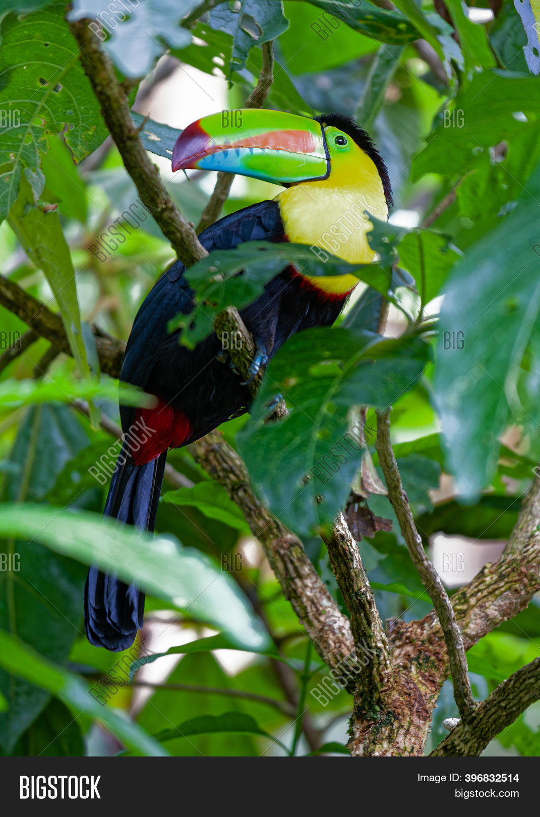 Keel-billed Toucan Image & Photo (Free Trial) | Bigstock