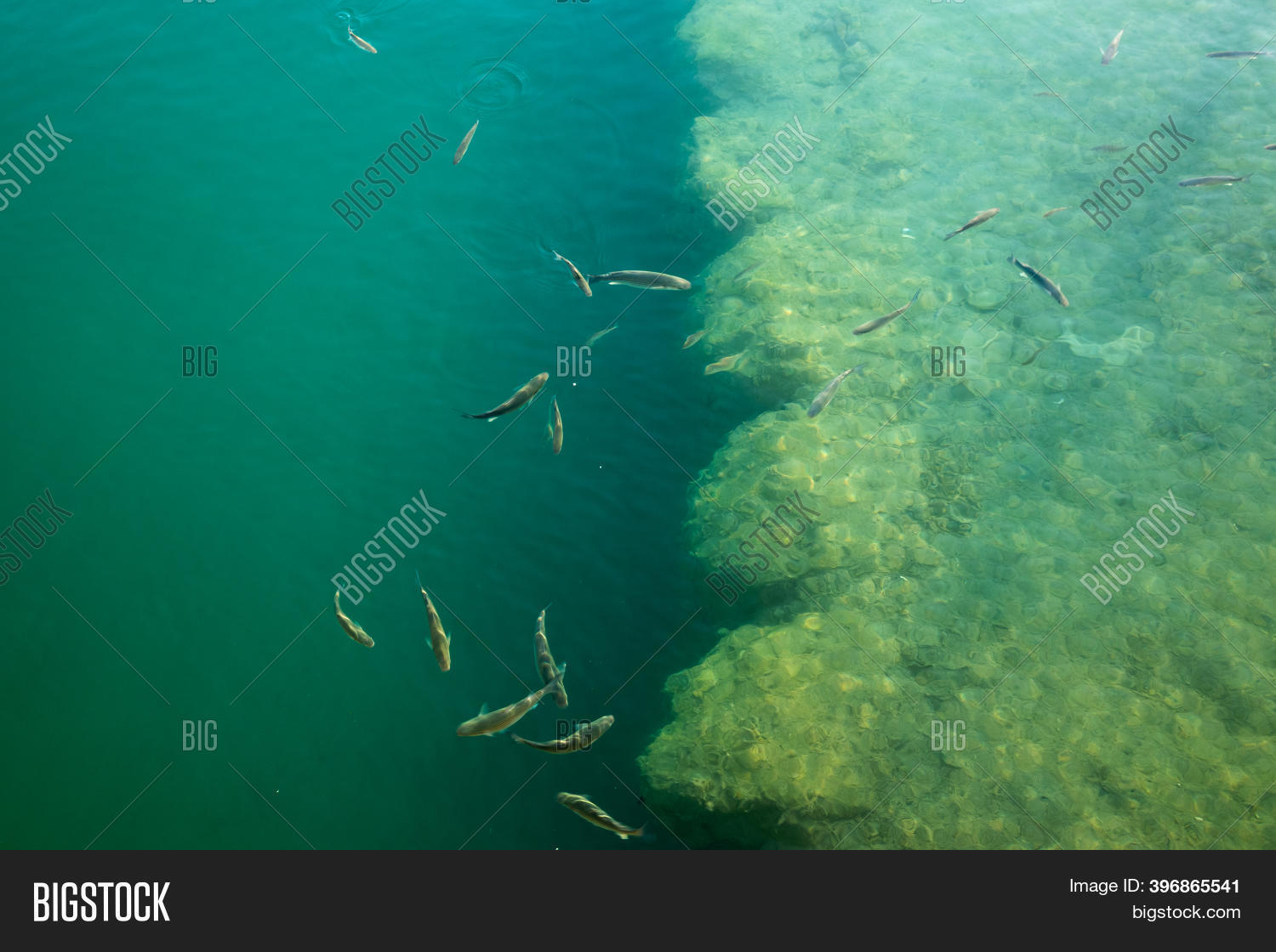 Flock Fish Green Water Image & Photo (Free Trial) | Bigstock