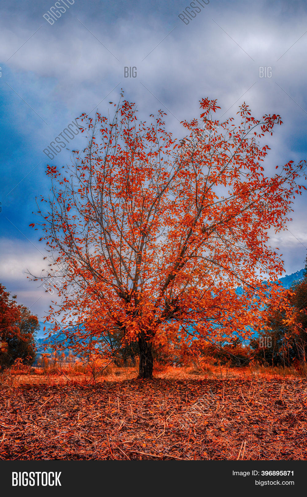 Lonely Autumn Tree Image & Photo (Free Trial) | Bigstock