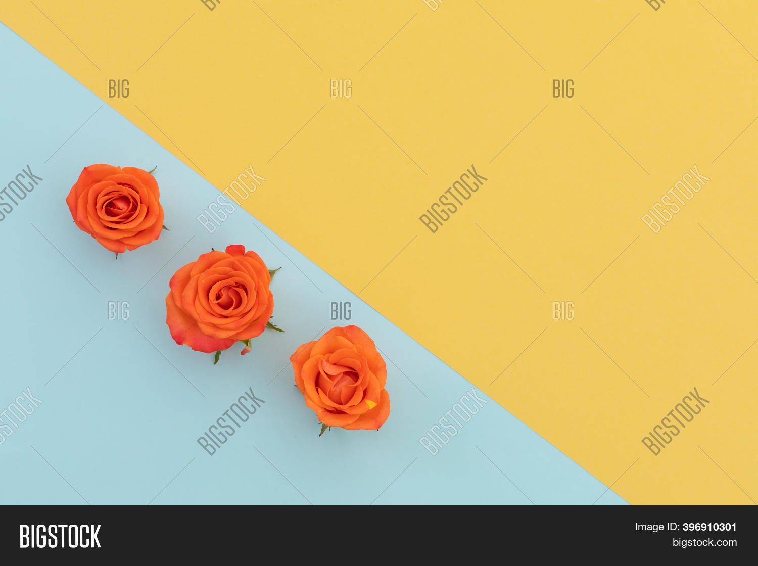Three Orange Roses On Image & Photo (Free Trial) | Bigstock