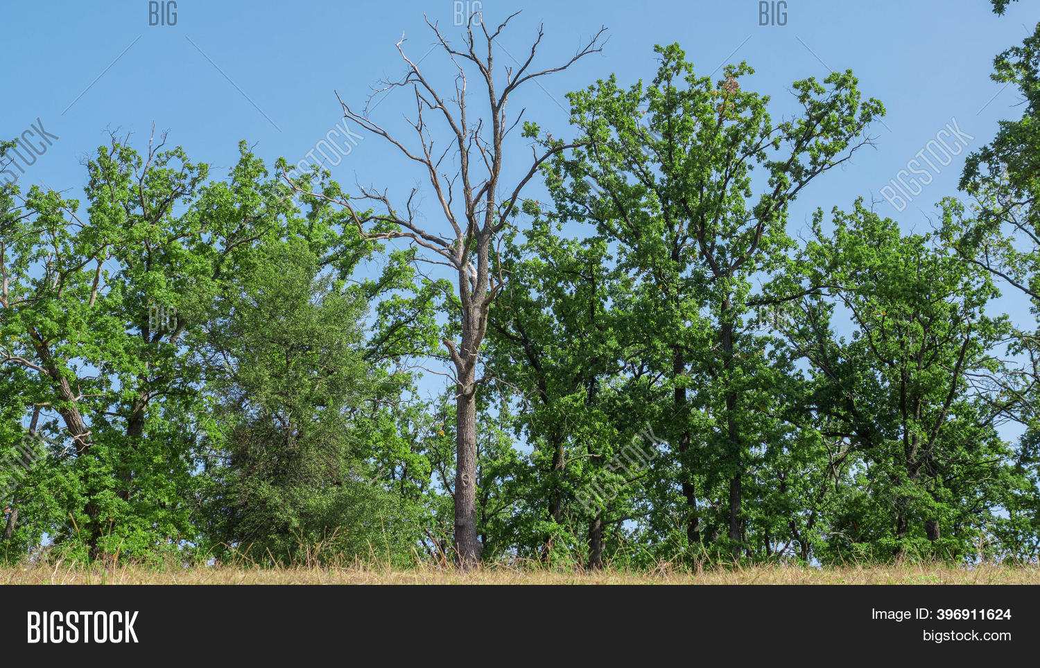 Dry Tree Middle Forest Image & Photo (Free Trial) | Bigstock