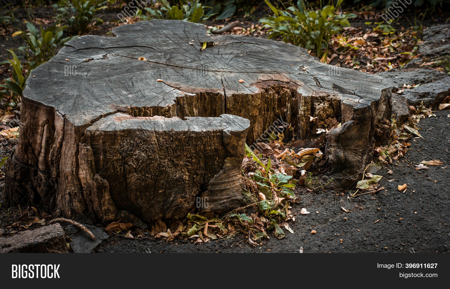 Dry Tree Stump Forest Image & Photo (Free Trial) | Bigstock