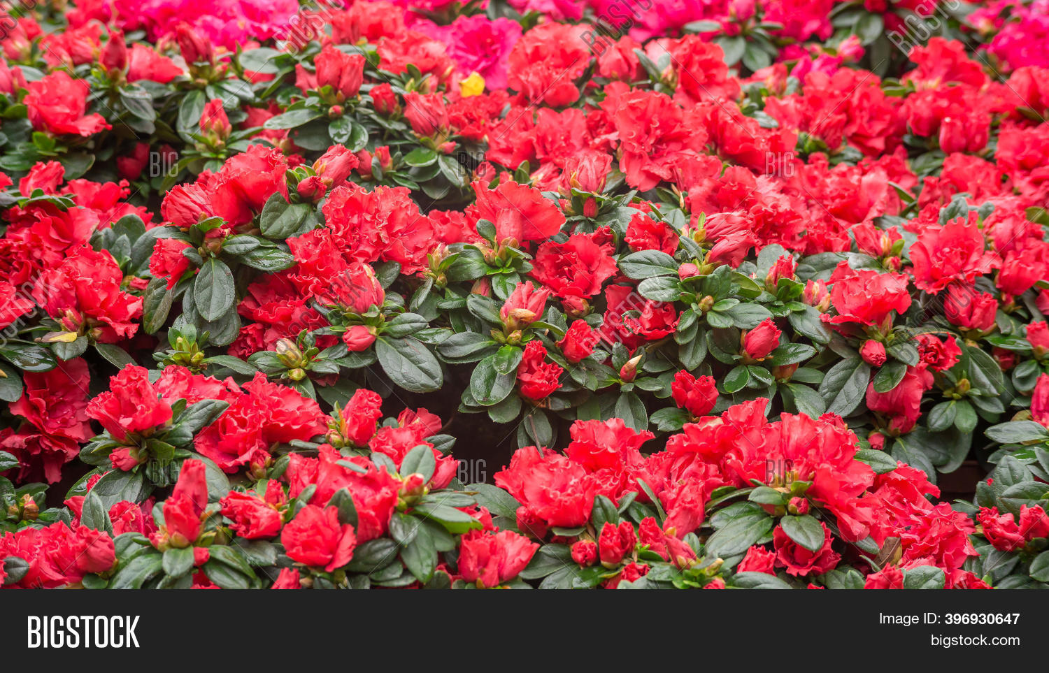 Red Azalea Flower Image & Photo (Free Trial) | Bigstock